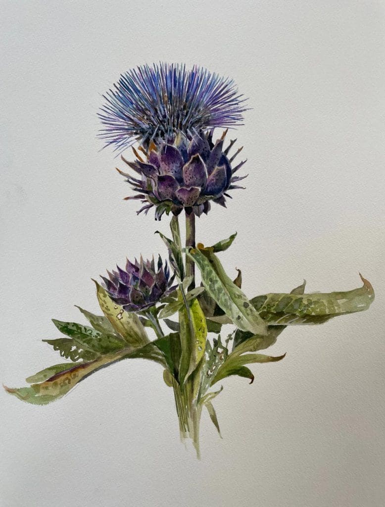 Cardoon - Alan Taylor